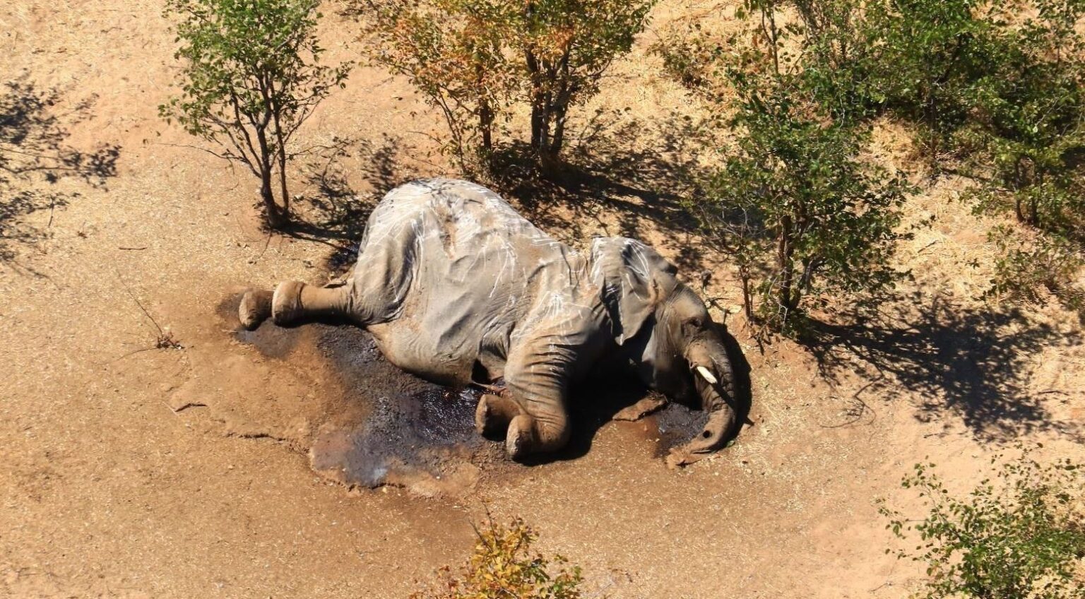 Cementerio de elefantes Major G: La trágica historia que inspiró El Rey ...